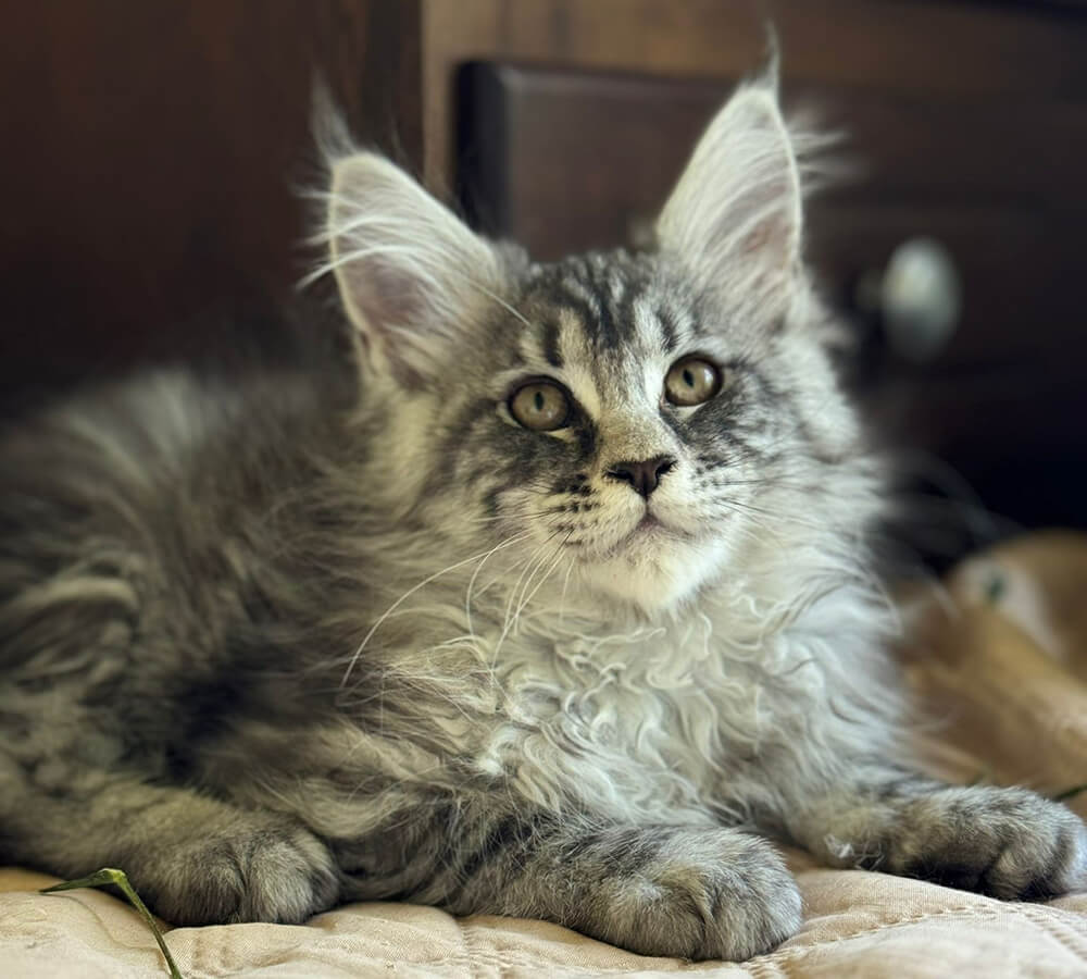 Maine Coon en Medellín | Felinos gigantes y sociables | Compra tu ...